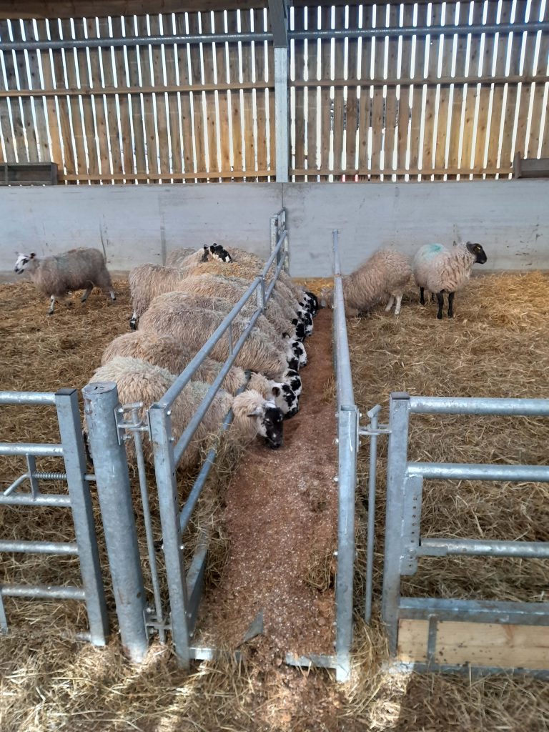 Walkthrough Sheep Feeder Trough - GST Fabrication