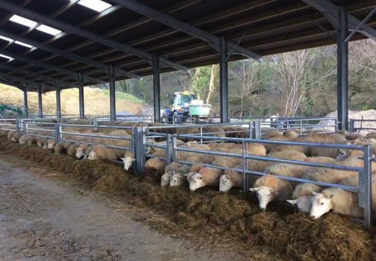 Sheep Feed Barrier with Timber Base as Gate - GST Fabrication